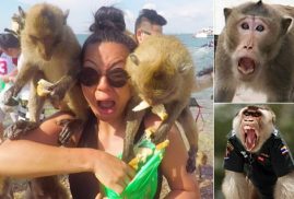 20 monkeys poisoned in Rayong with more reports of monkey attacks on ...