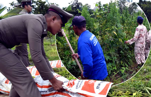 Thai police in Nakhon Ratchasima raid farm with marijuana crop growing ...