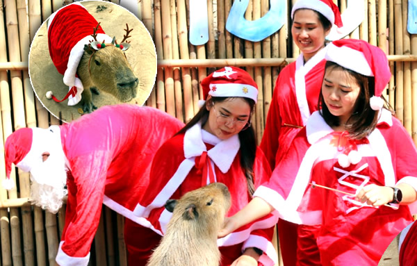 Thai Zoo launches 5 giant rodents in Santa outfits to help tourists ...